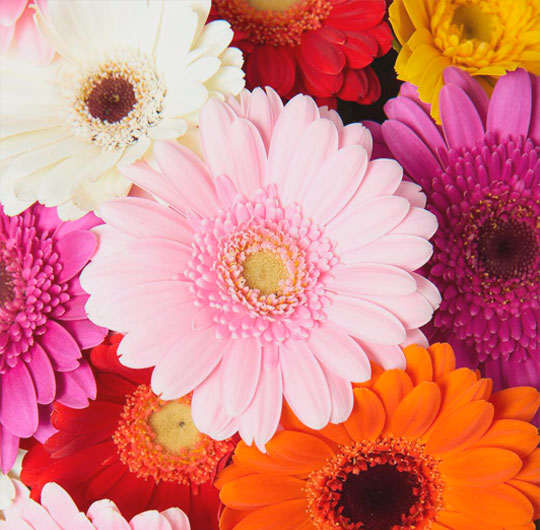 Flower Delivery St Helena Ca 🌻 Jun 2026